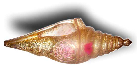 Lakshmi Conch Shell - sinistral turbinella pyrum